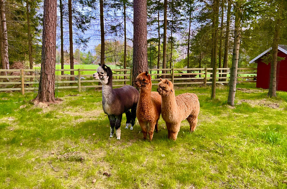 Alpakka - Foldvik Familiepark
